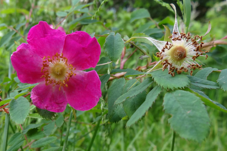 rosa alpina – le jardin du froumi
