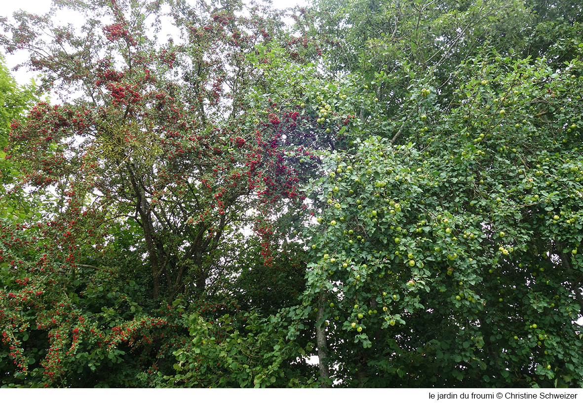 fruits rouges – le jardin du froumi